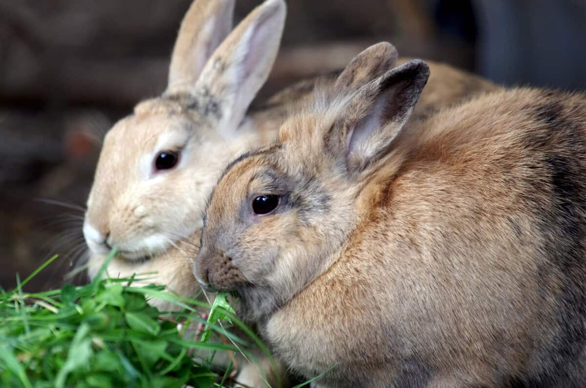 Rabbits Ready For Adoption - Beloved Rabbits